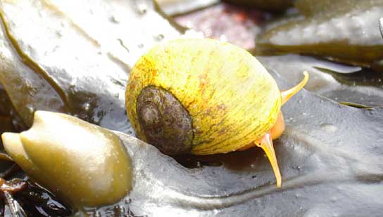 【winkled】什么意思_英语winkled的翻译_音标_读音_用法_例句_在线翻译_有道词典